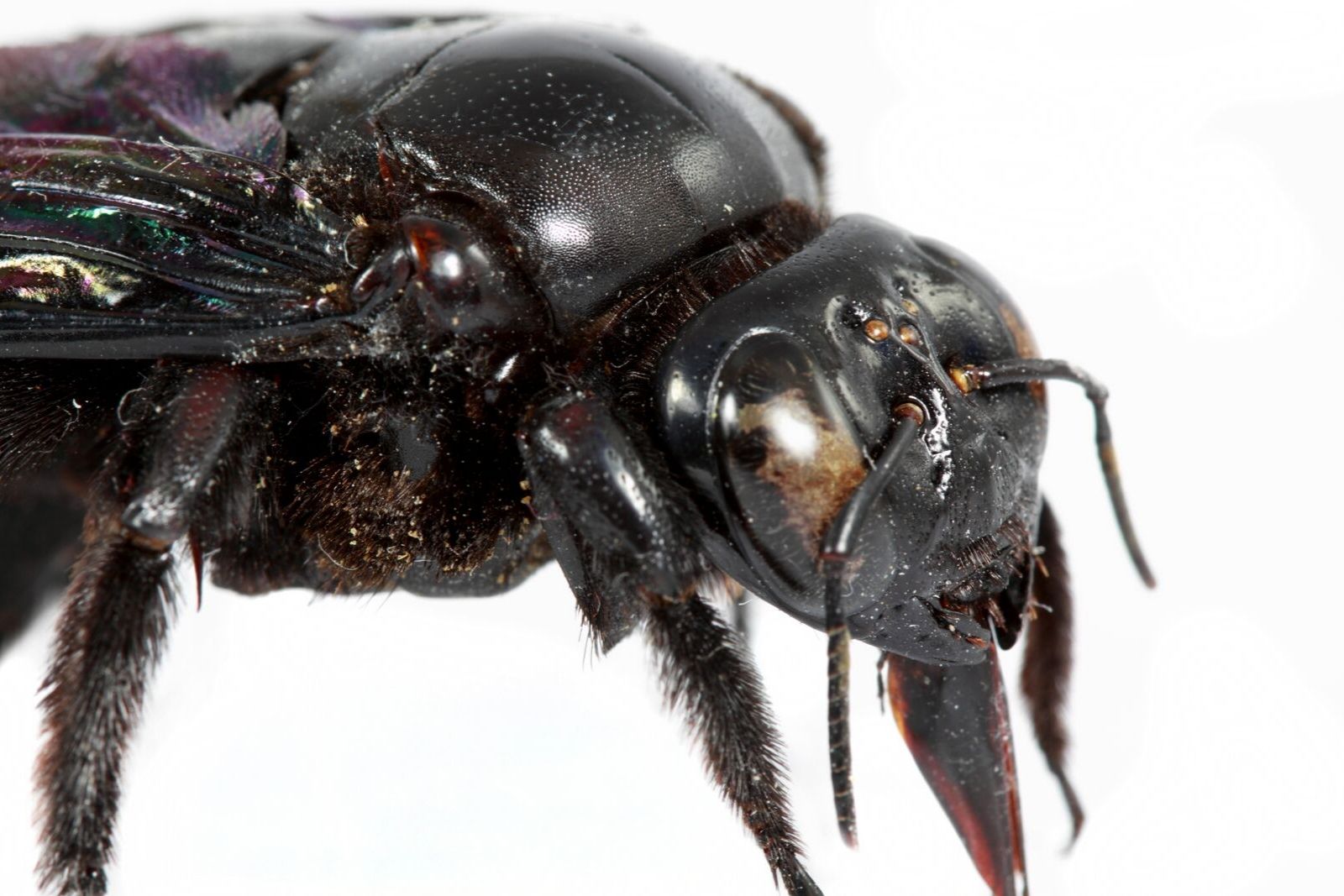 Wood Destroyers | Armor Pest