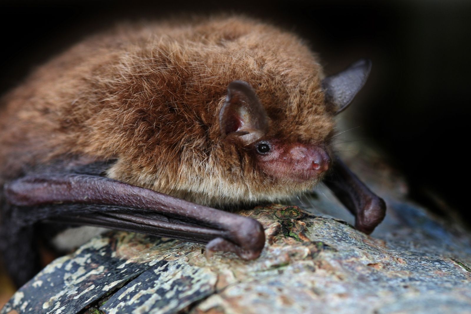 Other Pests | Armor Pest Control