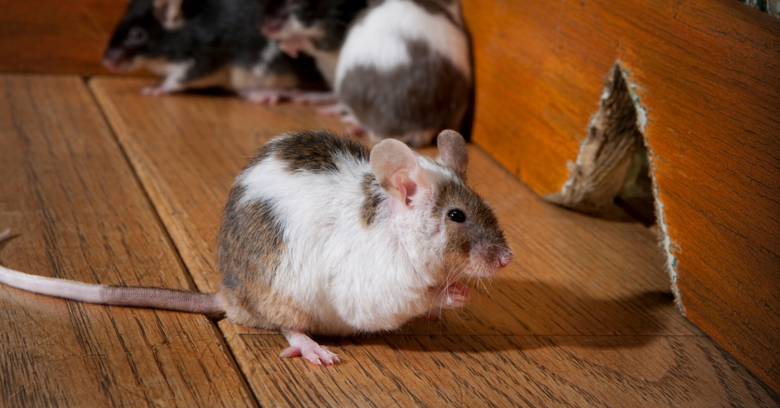 Everything Not Nice About Mice... | Armor Pest Control